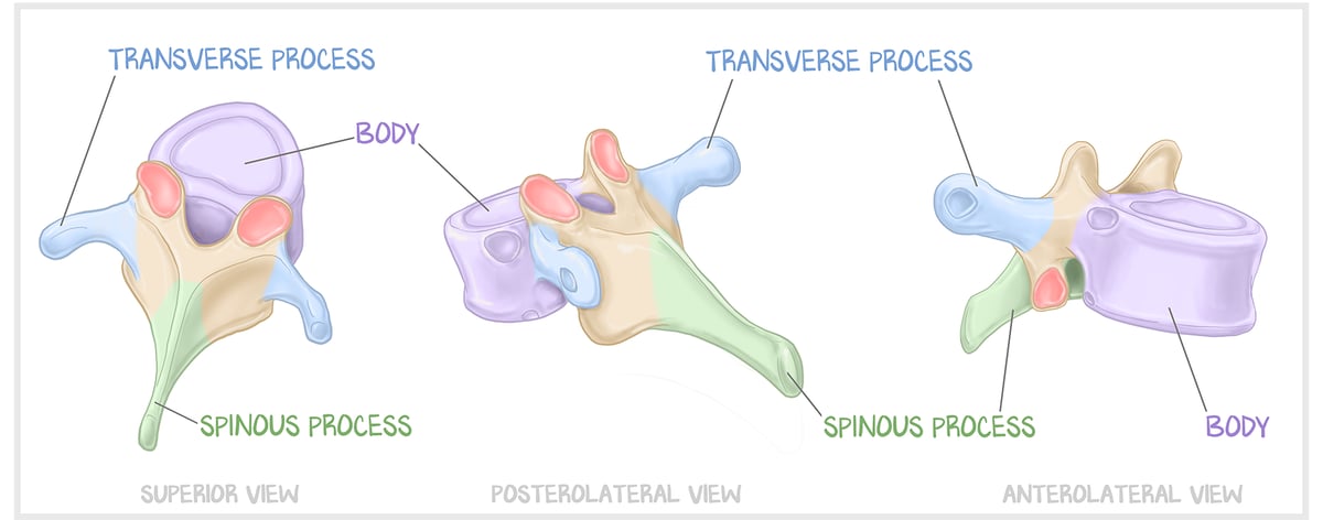 Osteopathic Medicine: A Core Concepts Approach from OnlineMedEd